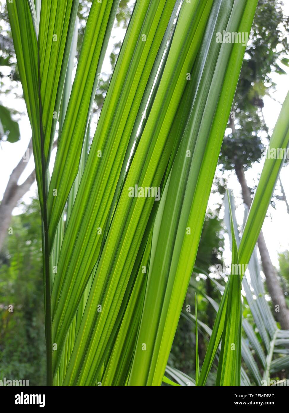 A portrait photo of a betal nut leaf Stock Photo - Alamy