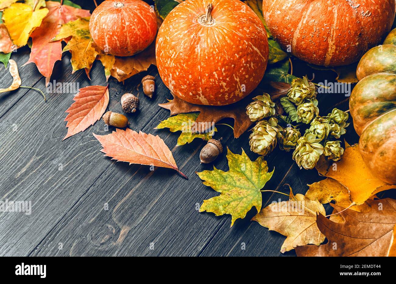 autumn background with pumpkins, autumn leaves, hops and oak acorns ...