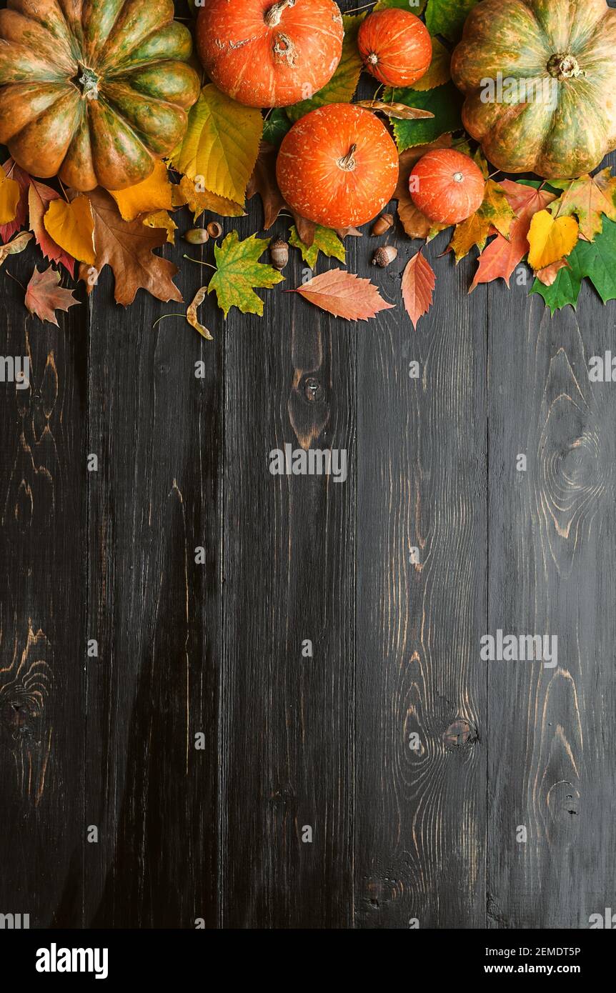 autumn background with pumpkins, autumn leaves, hops and oak acorns ...