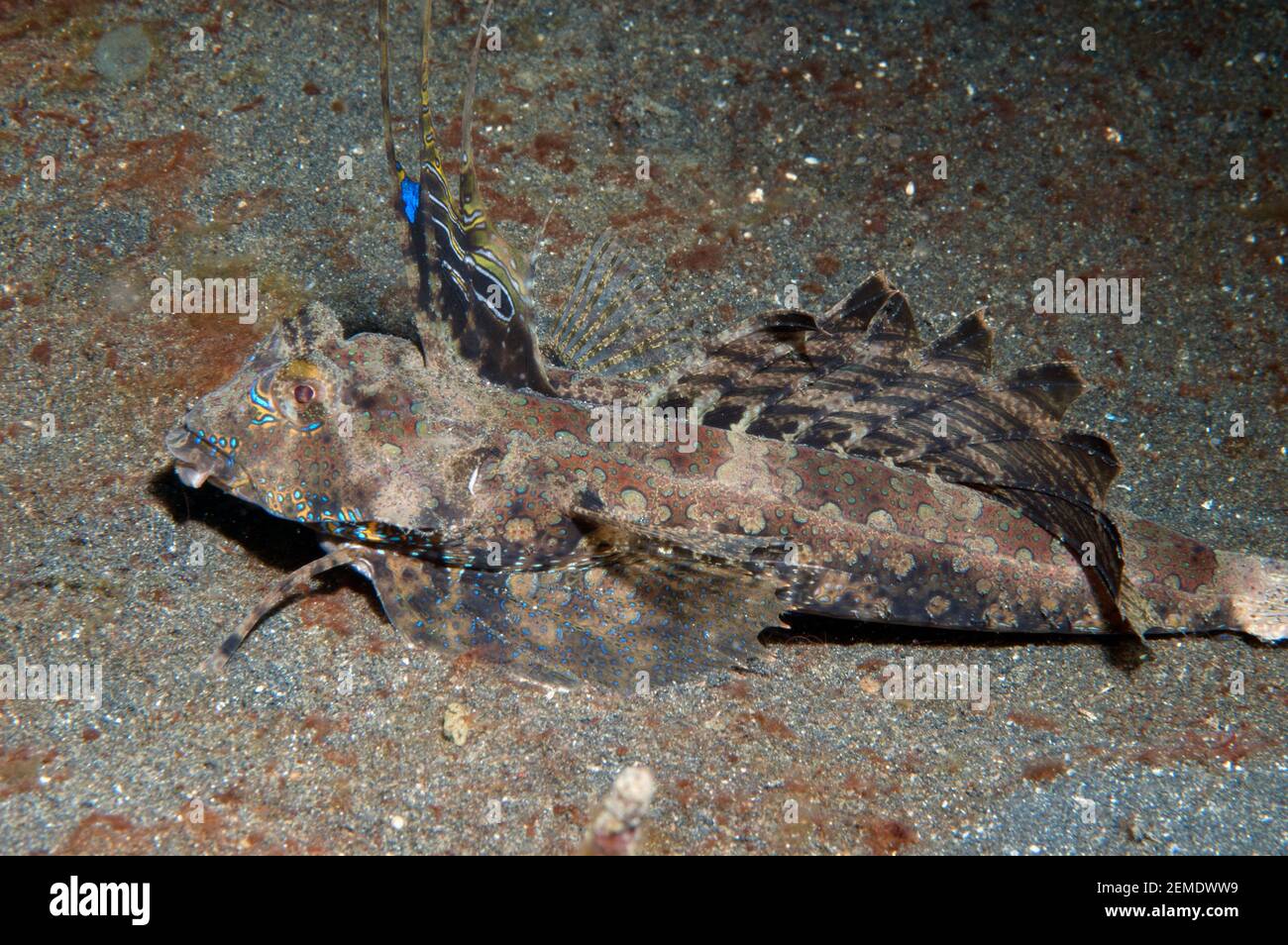 Fingered Dragonet, Dactylopus dactylopus, with fins extended, Hairball ...