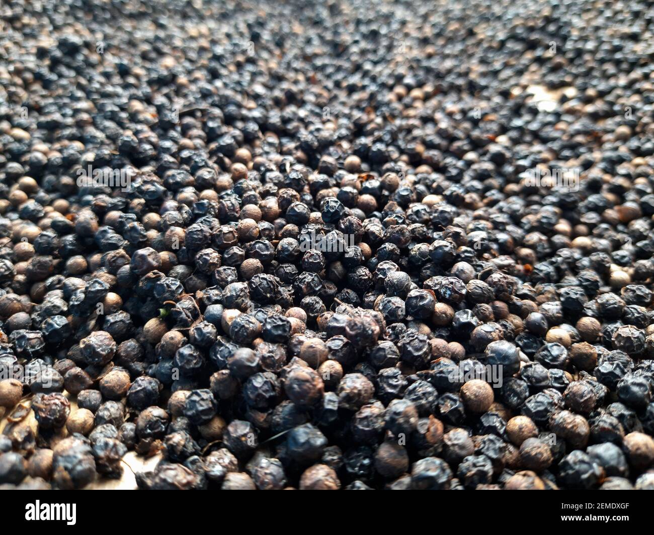 A photo of Ceylon black pepper Stock Photo - Alamy