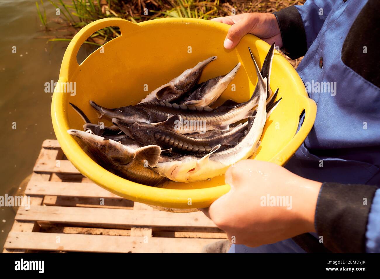 Baikal sturgeon hi-res stock photography and images - Alamy