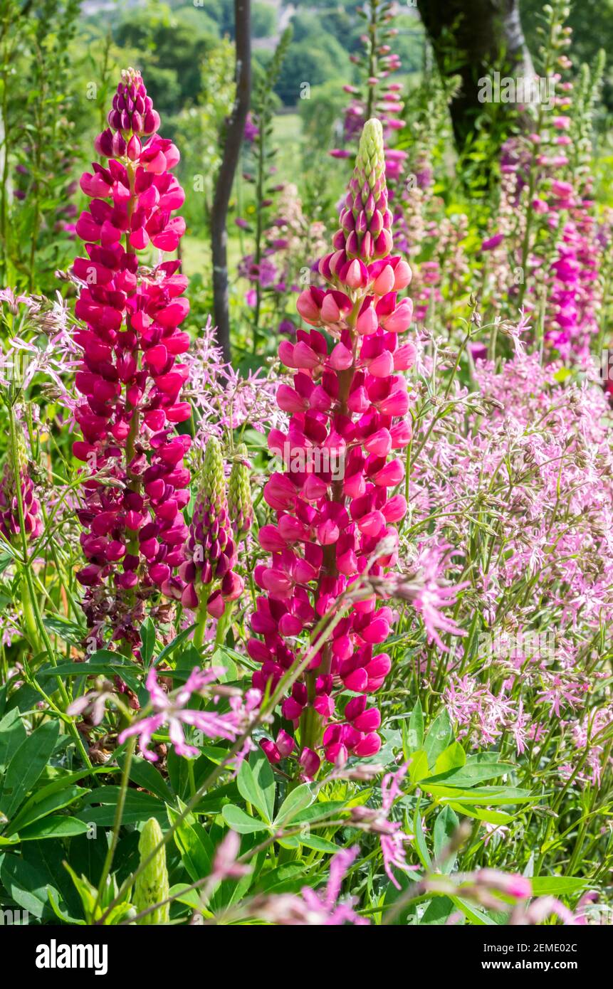 Foxglove uk garden hi-res stock photography and images - Alamy