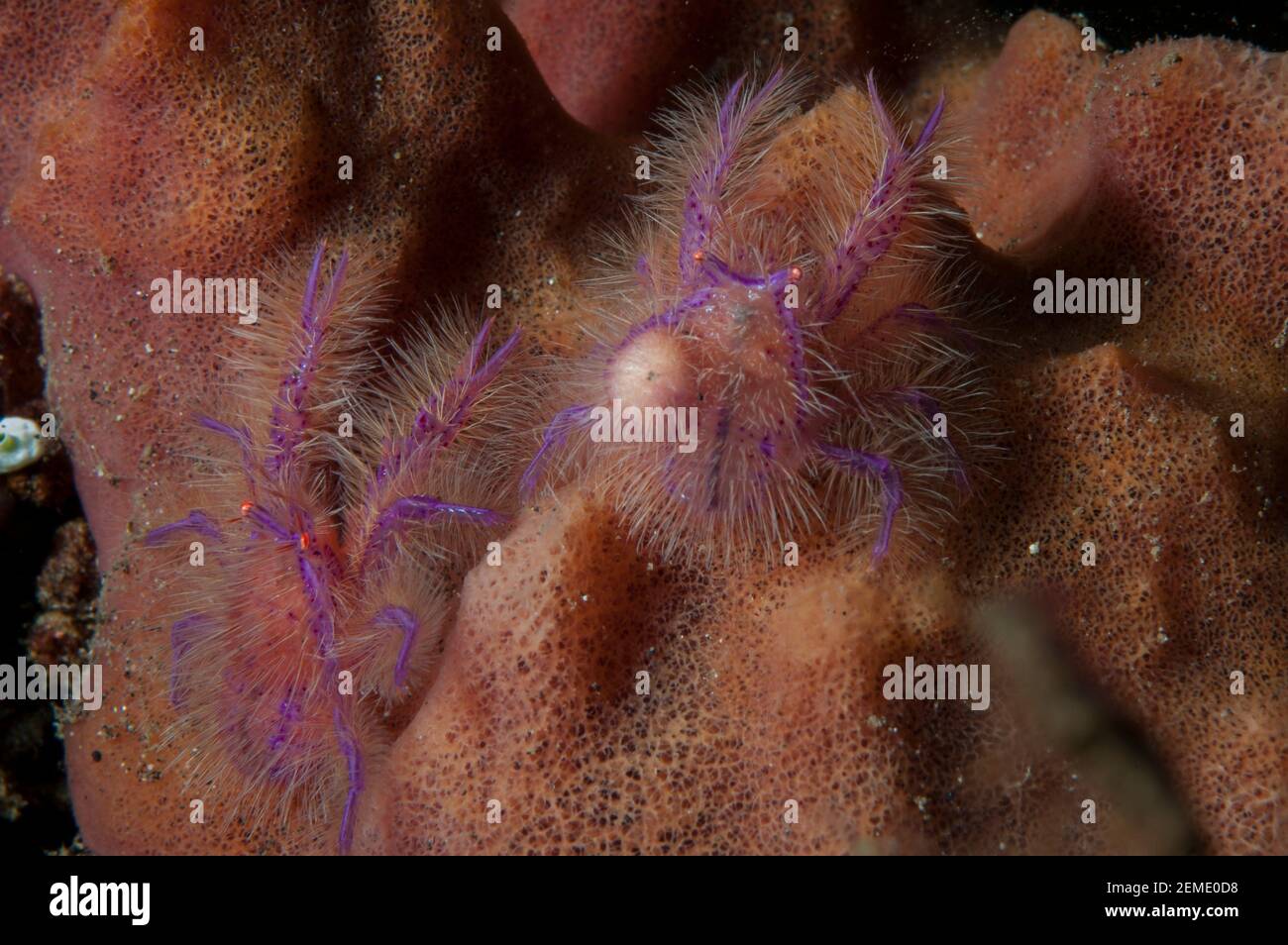Parasite on Squat Lobster, Lauriea siagiani, on Barrel Sponge ...