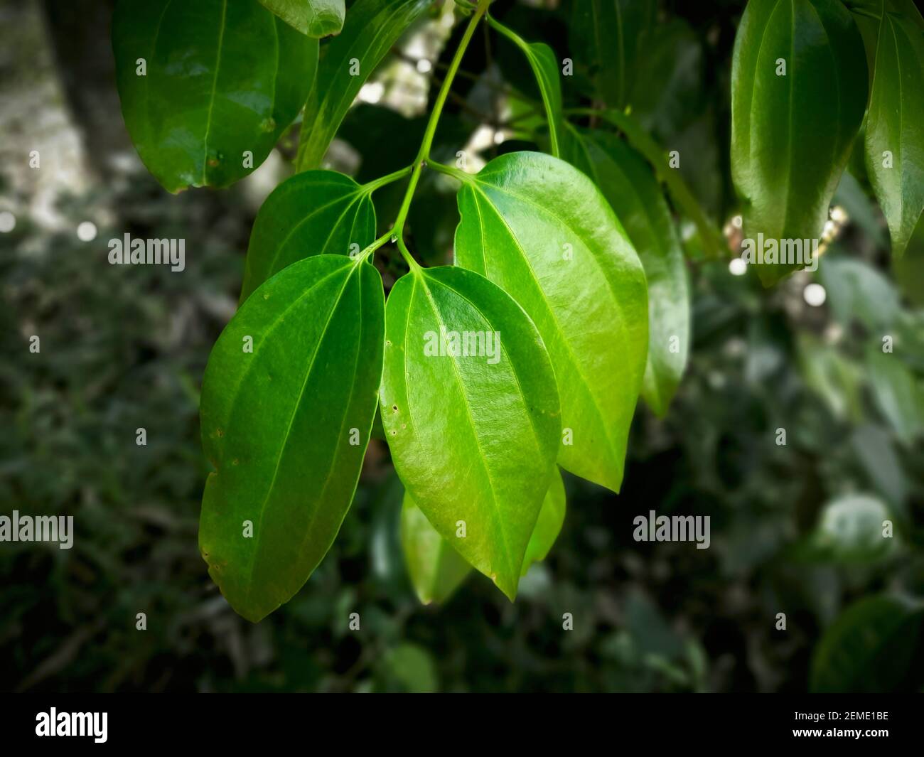 A photo of Ceylon cinnamon leaves Stock Photo - Alamy