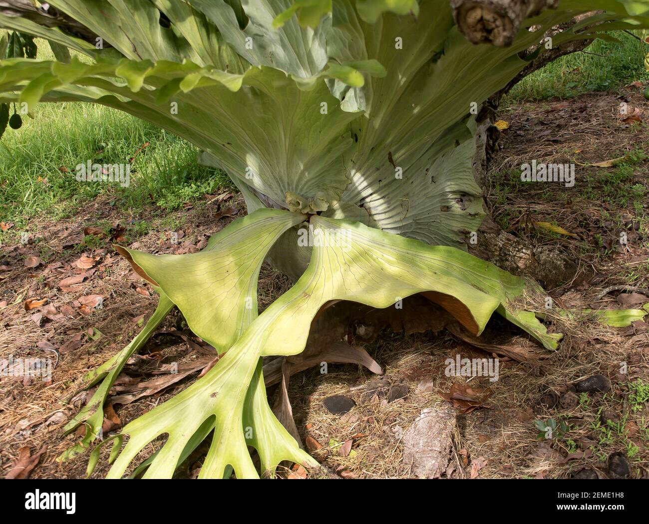 A large Australian native staghorn fern, platycerium bifurcatum ...