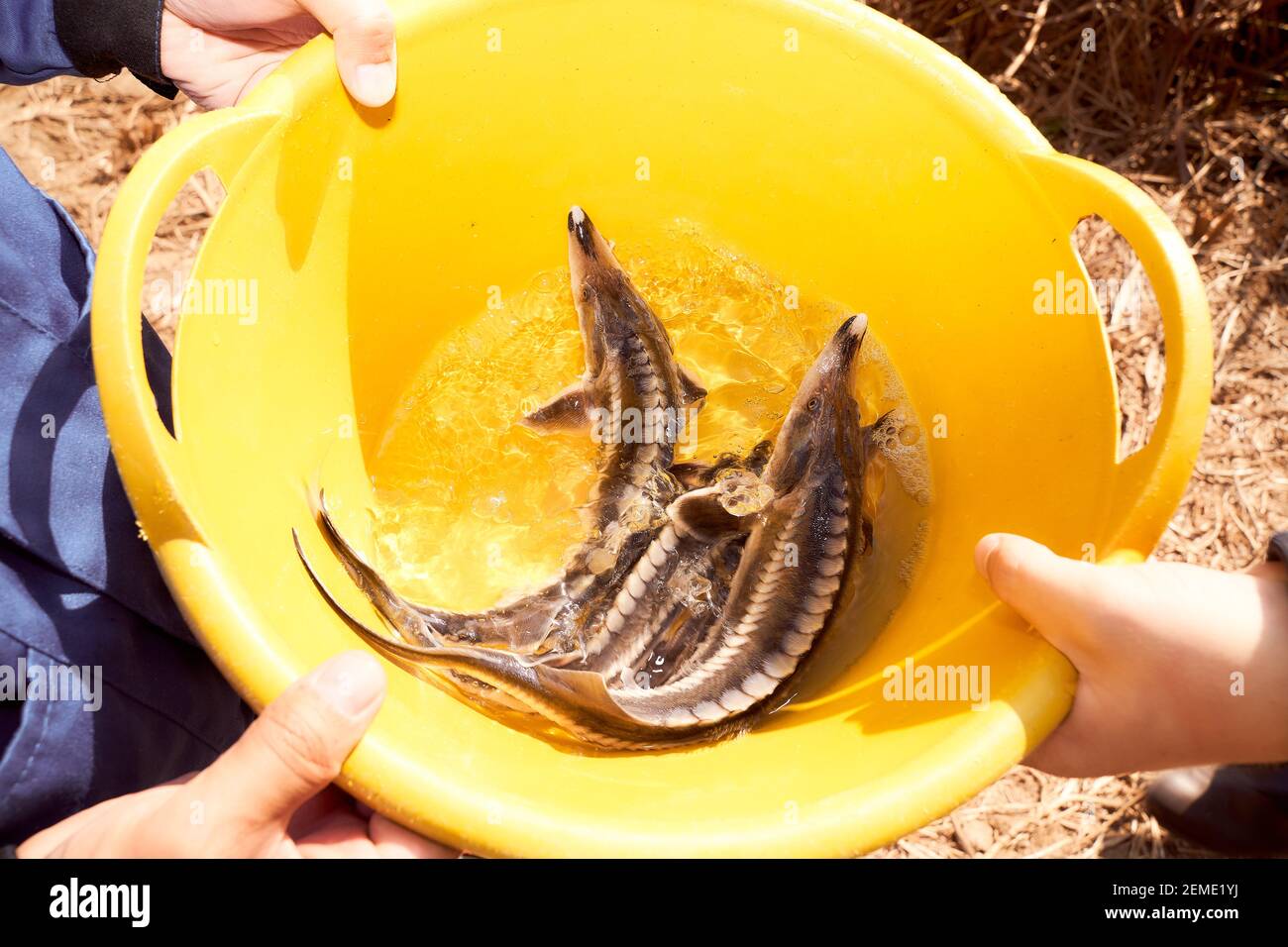 Baikal Sturgeon High Resolution Stock Photography and Images - Alamy