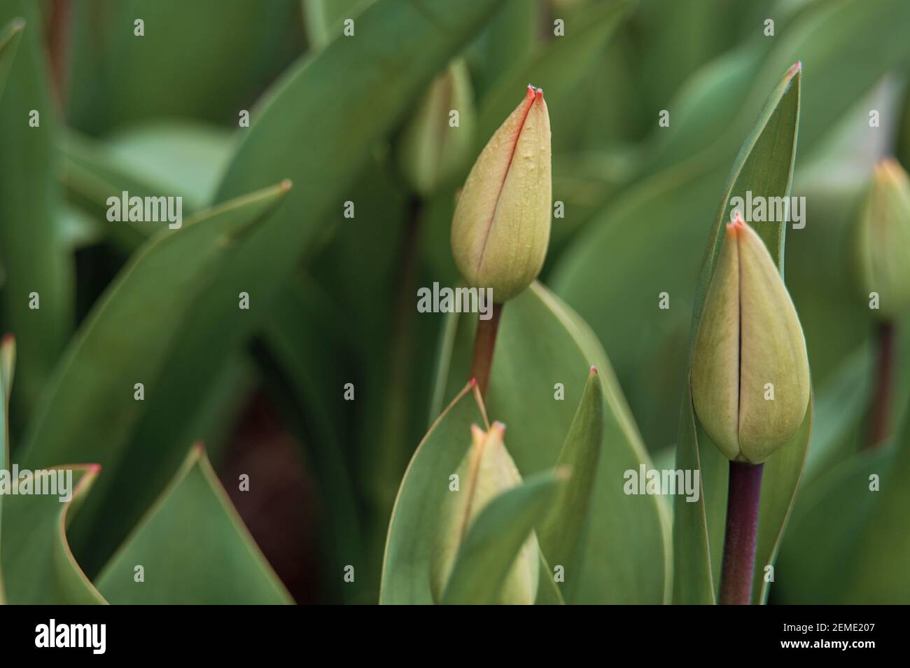 The tightly closed bud of a red tulip naturally contrasts with a deep ...