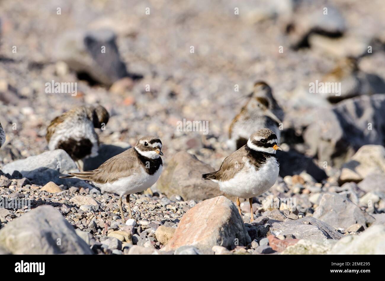 Shingles and rocks hi-res stock photography and images - Alamy