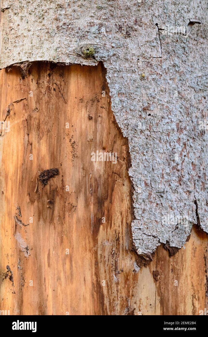 Rough surface structure hi-res stock photography and images - Alamy