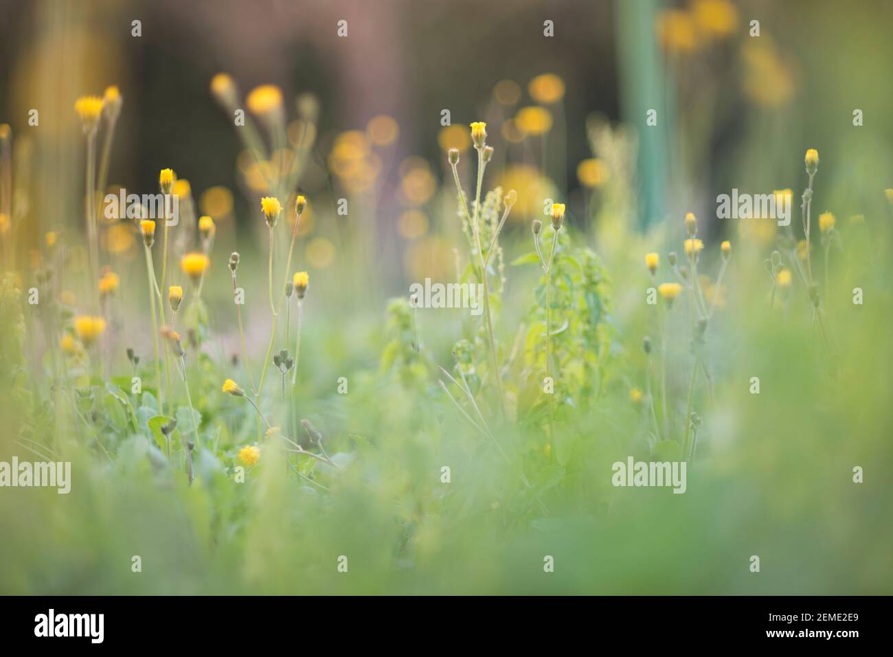 herbs with sun rays close up Stock Photo - Alamy