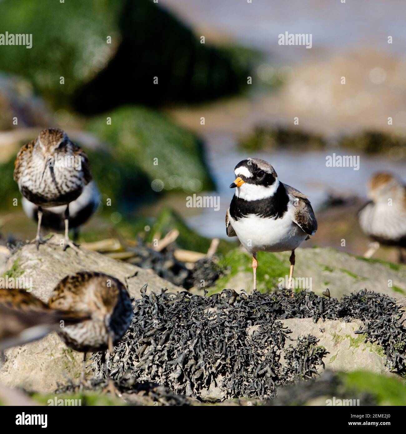 Ringed Plover and Dunlin. Square format Picture Stock Photo - Alamy