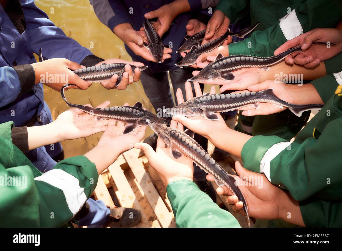 Small sturgeon in the hands of a man. Against the backdrop of the Ural ...