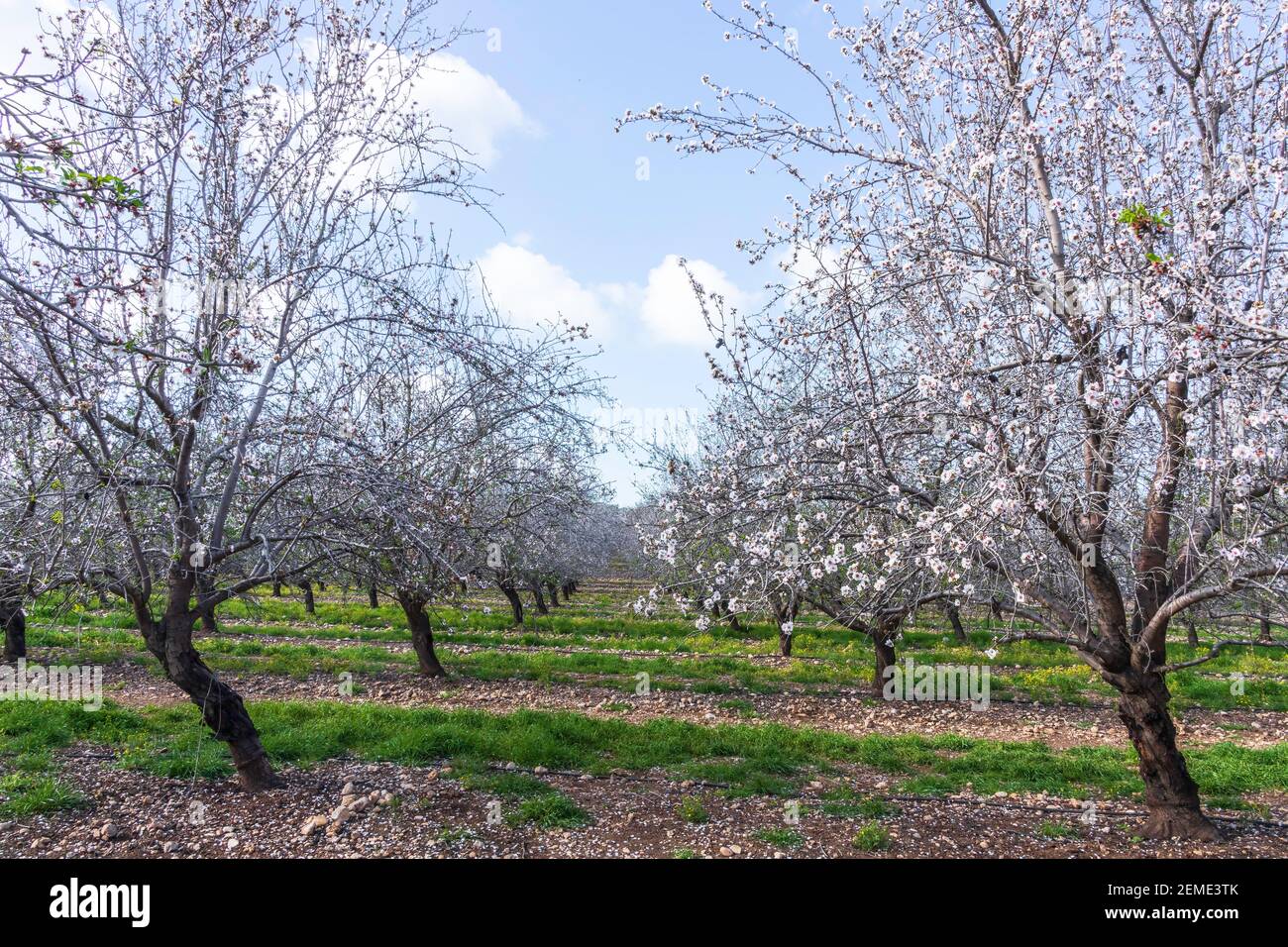 Blooming almond trees in the orchard. Israel Stock Photo - Alamy