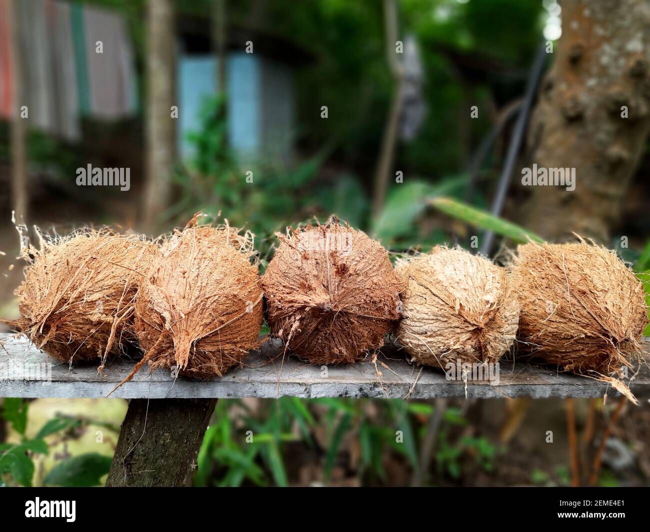 Five coconuts are packed on a table in a village Stock Photo - Alamy