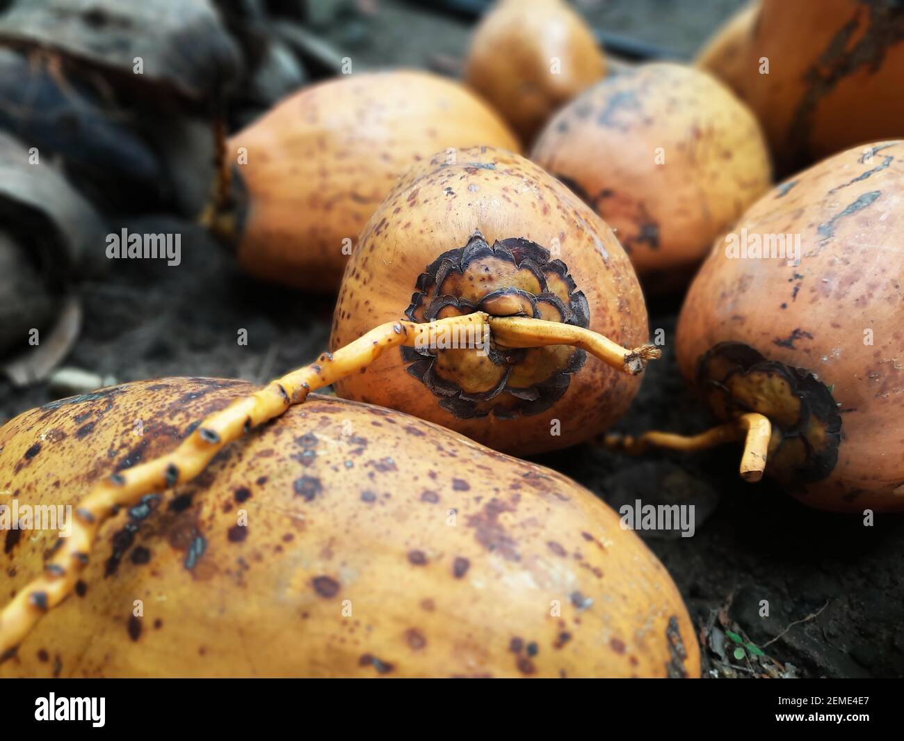 Ceylon orange color coconut with coat Stock Photo - Alamy