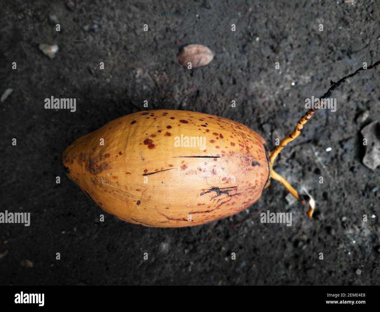 Orange color Ceylon coconut with outer husk Stock Photo - Alamy