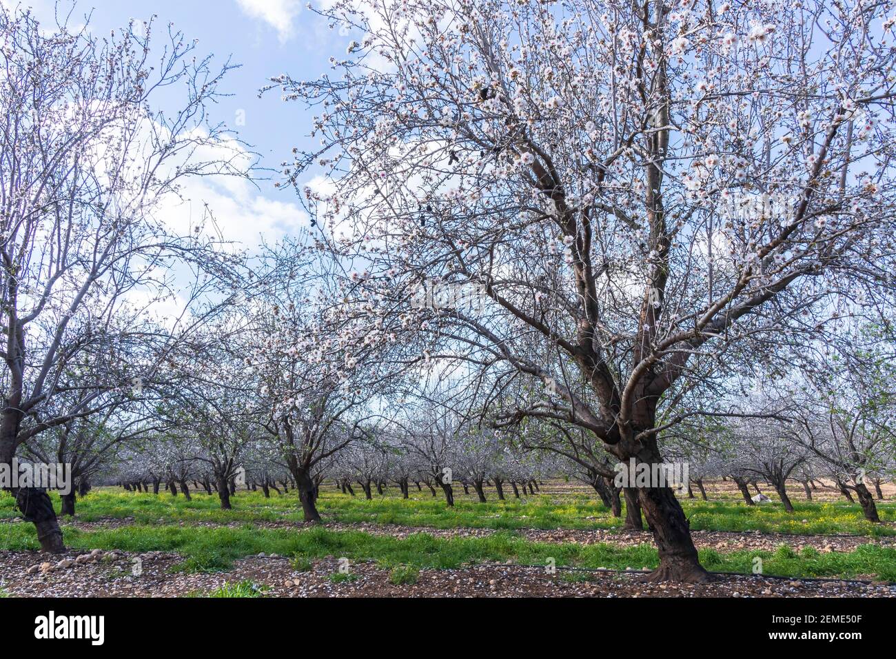 Blooming almond trees in the orchard. Israel Stock Photo - Alamy