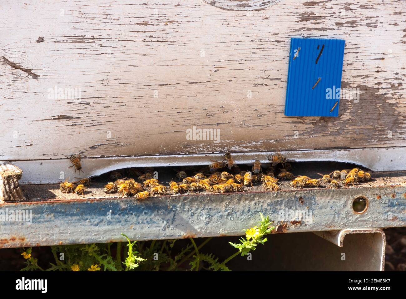 Beehive in the orchard hi-res stock photography and images - Alamy