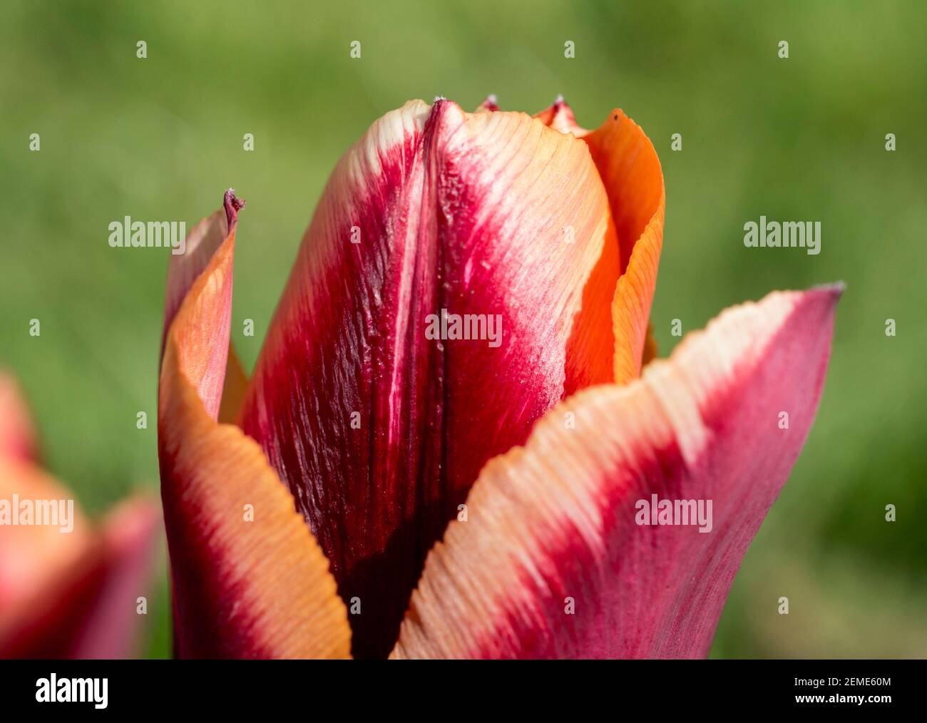 Tulip flower (Tulipa 'Slawa') in late spring (England, UK Stock Photo ...