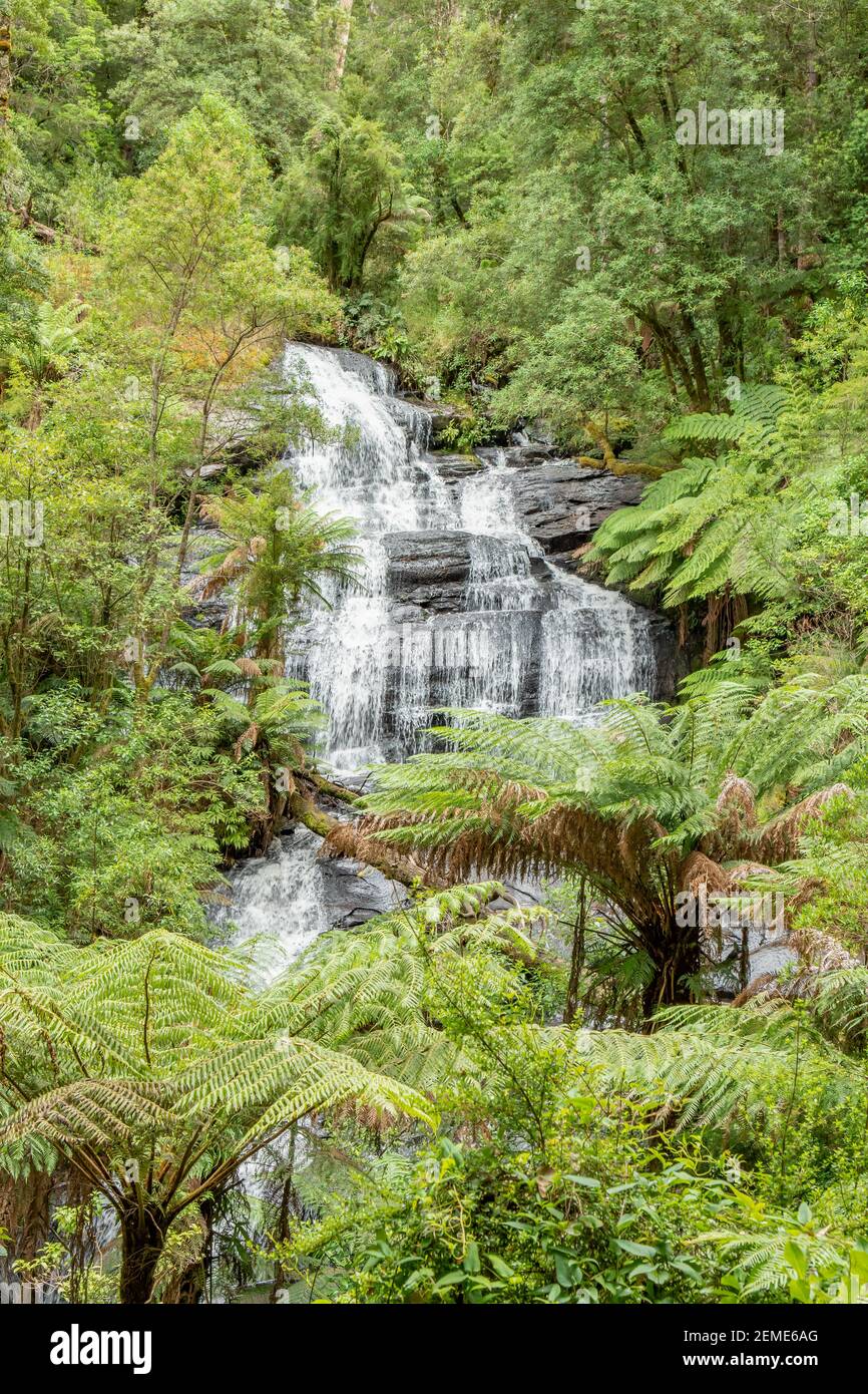 Otway rain forest hi-res stock photography and images - Alamy