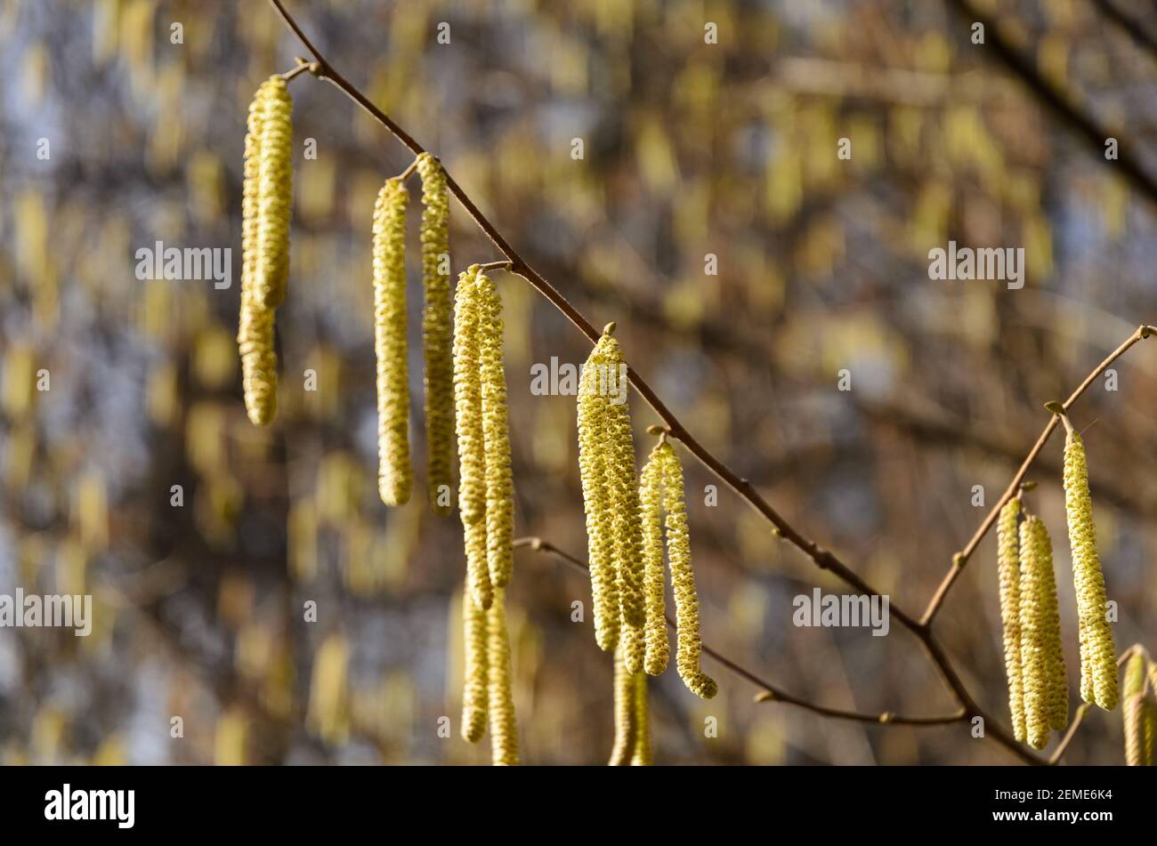 Hazel corylus avellana betulaceae hi-res stock photography and images ...