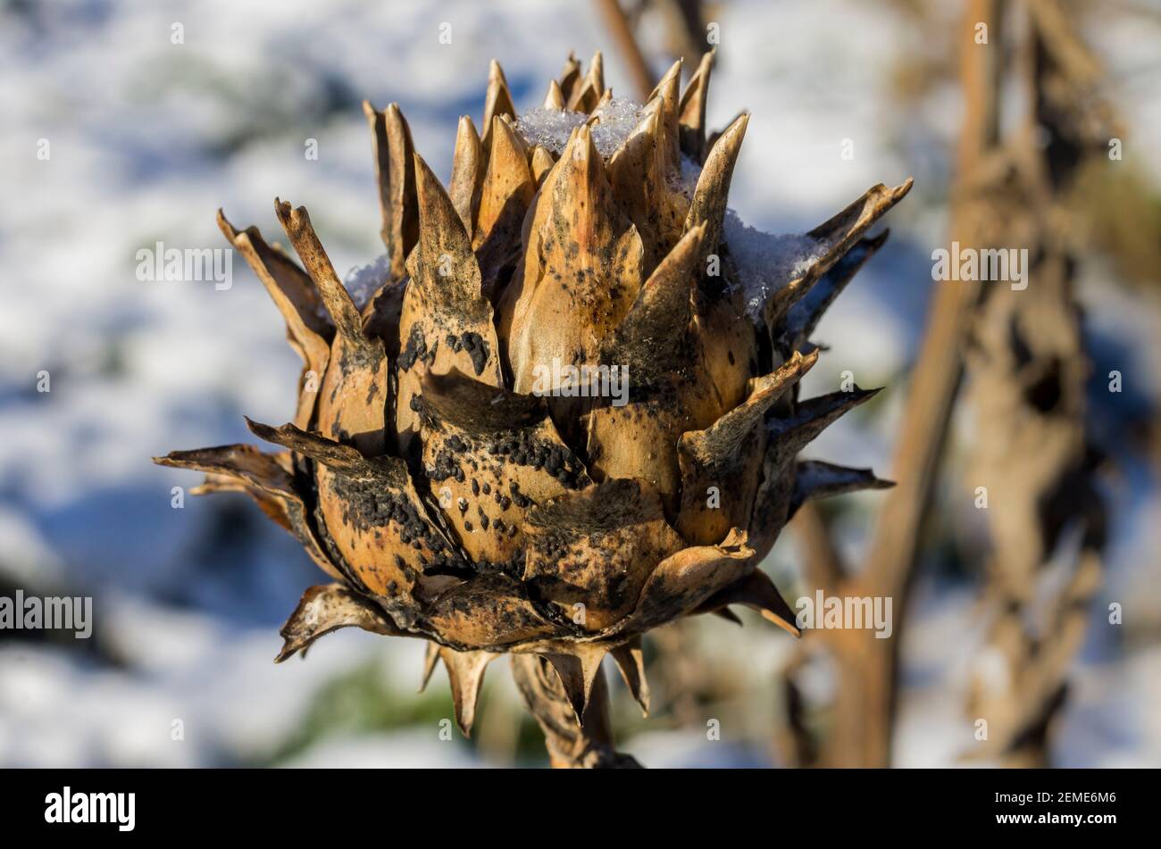 The seed-head of a cardoon plant (Cynara cardunculus) in winter against ...