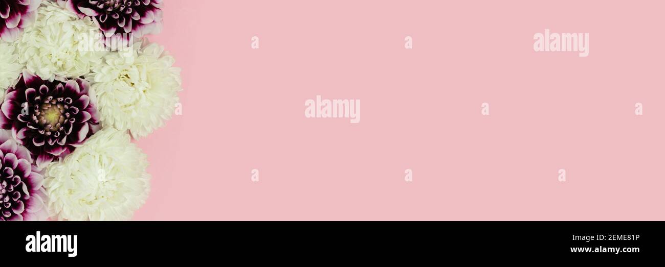 Banner with dahlia flower texture on a pink pastel background with ...