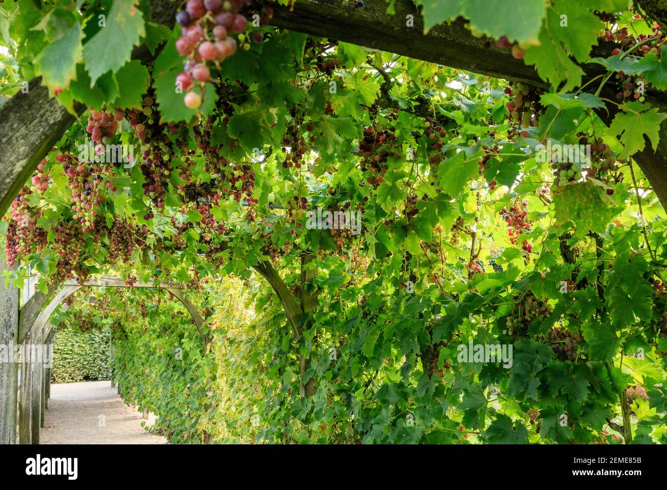 Grapevine pergola hi-res stock photography and images - Alamy