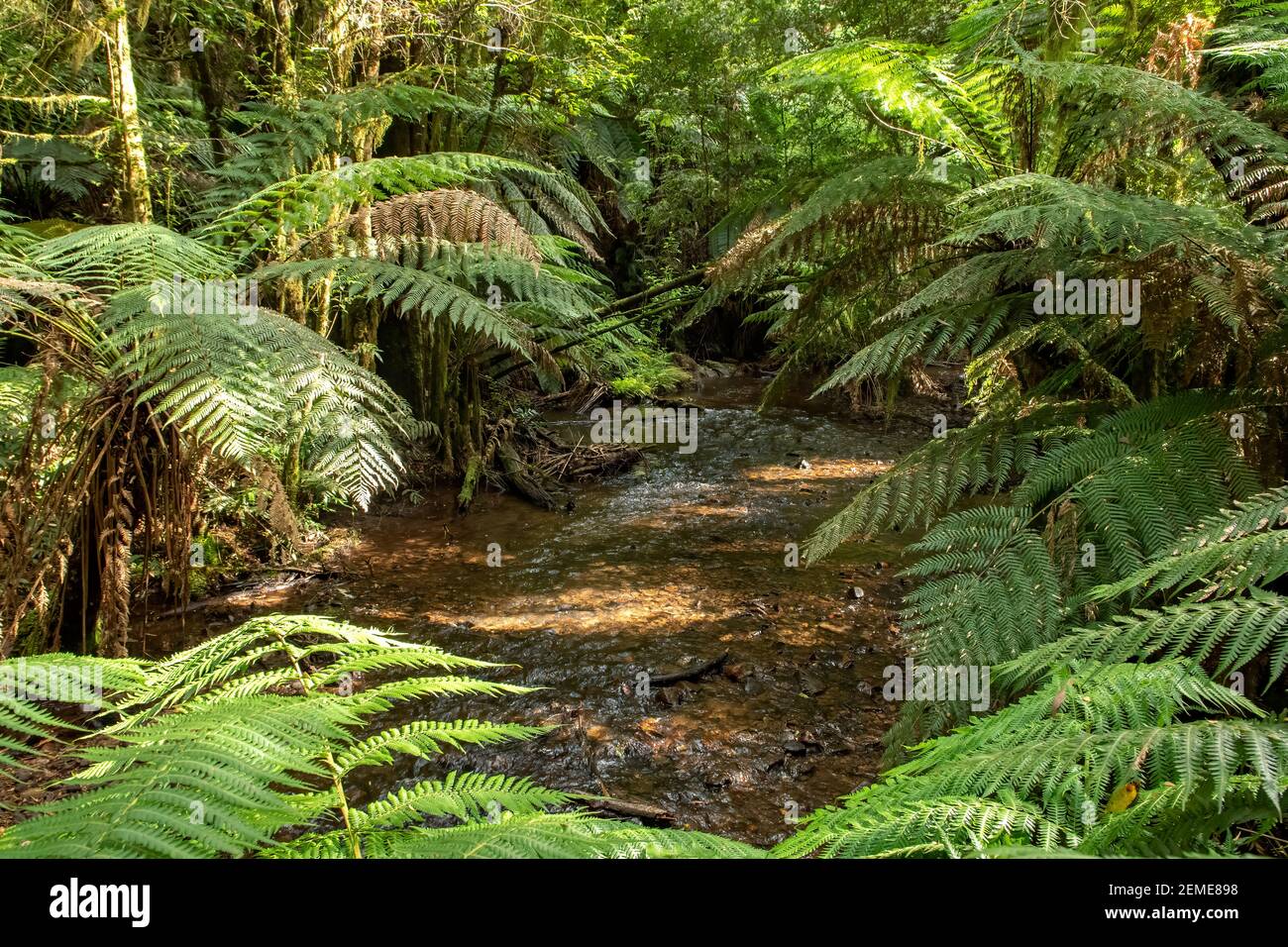 Wirrawilla Rainforest, Toolangi, Victoria, Australia Stock Photo - Alamy