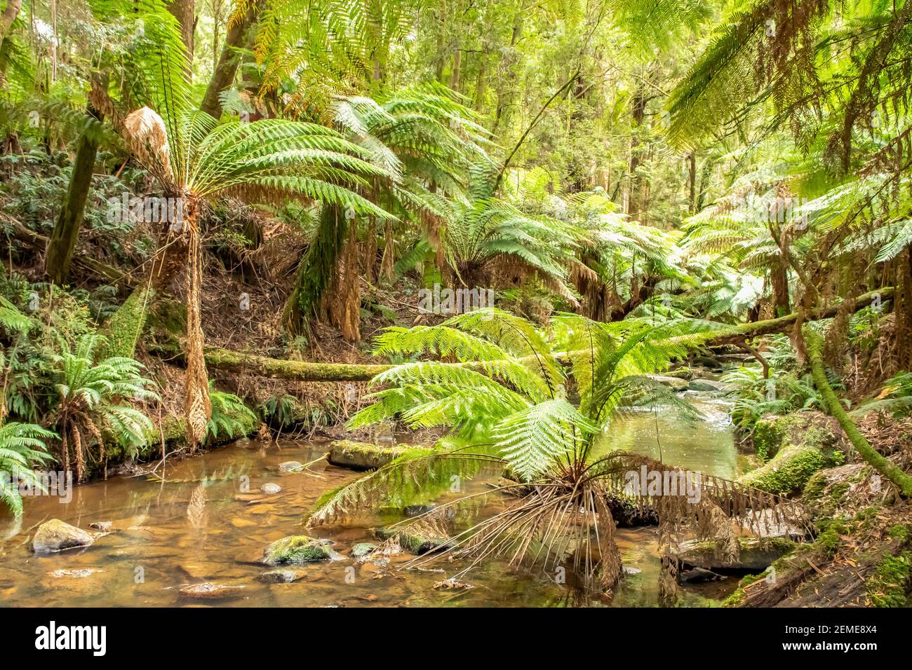 Triplet falls otways hi-res stock photography and images - Alamy