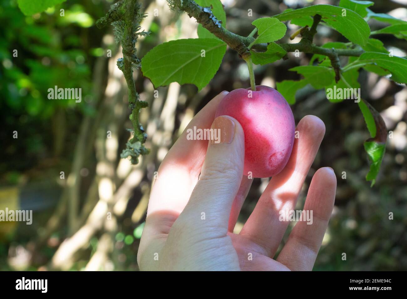 Plum tree hand pick hi-res stock photography and images - Alamy