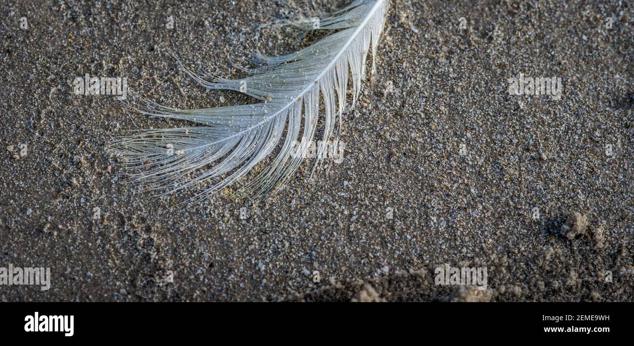 Feather Vanes High Resolution Stock Photography and Images - Alamy