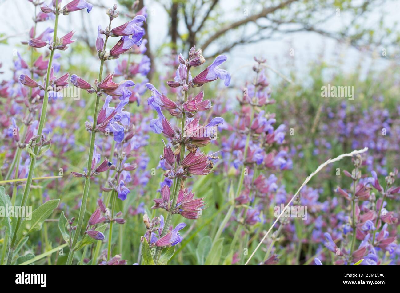 Common sage, Salvia officinalis, with blue and purplish flowers ...