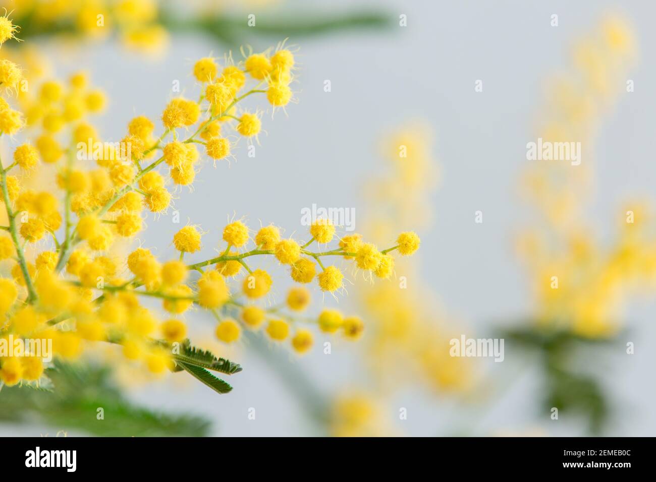 Blooming mimosa tree on a gray background.Mimosa spring flowers Easter ...
