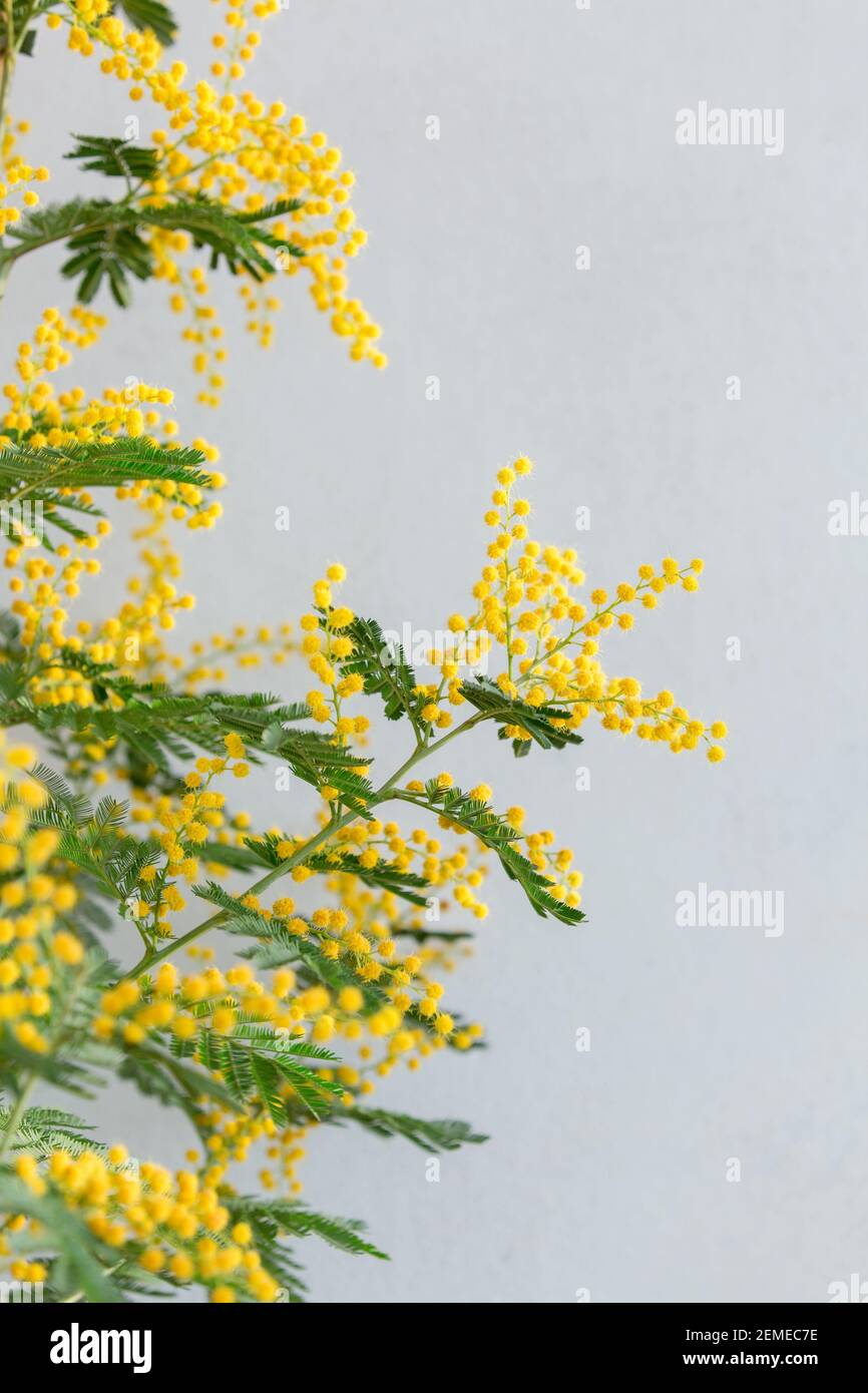 Blooming mimosa tree on a gray background.Mimosa spring flowers Easter ...