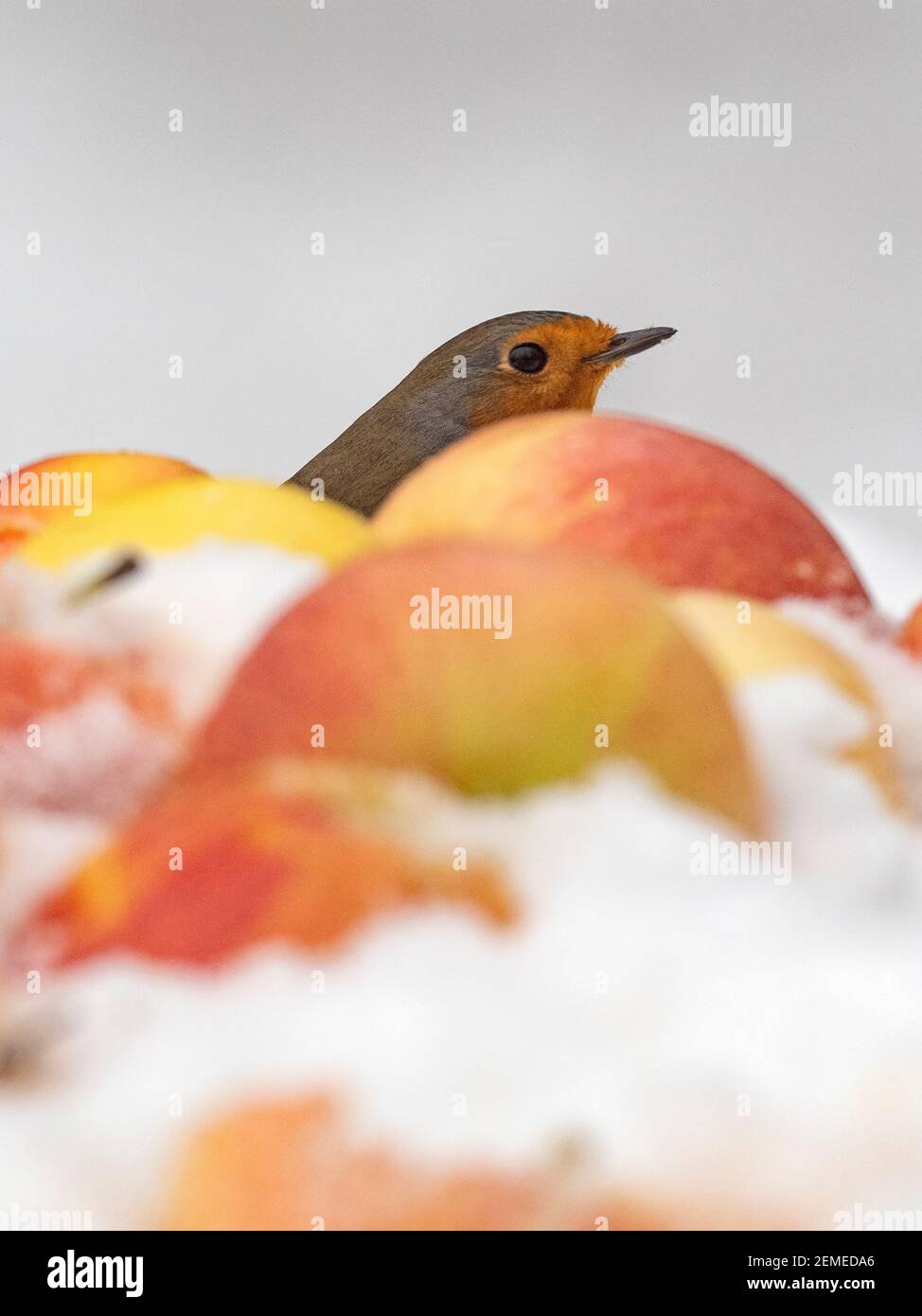 European Robin, Erithacus rubecula in garden in snow, winter, North ...
