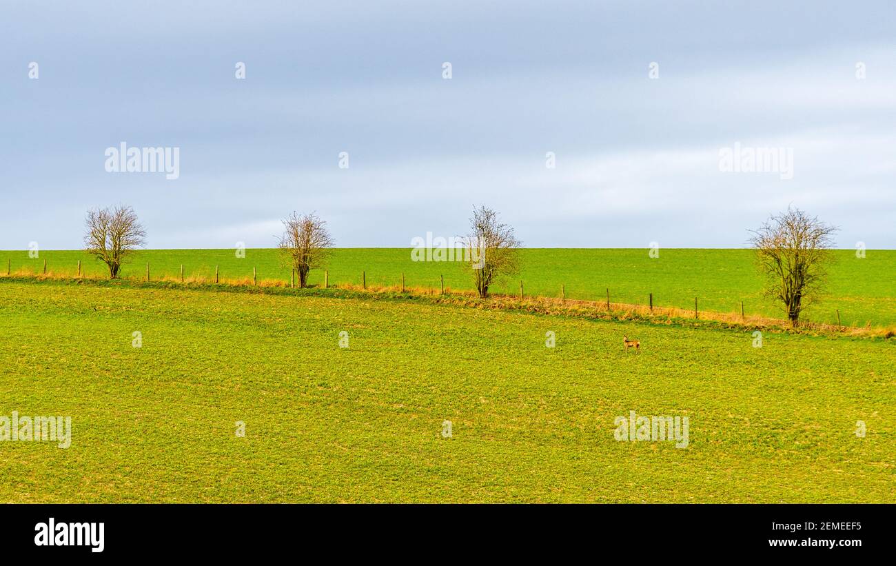 Deer on farmland landscape Stock Photo - Alamy