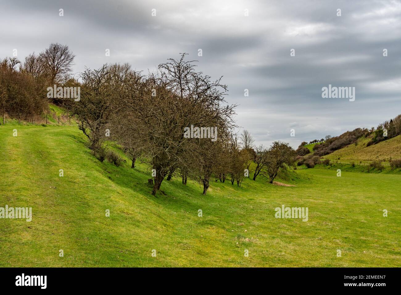 Coombe Bissett Down, chalk downland nature reserve, Salisbury ...