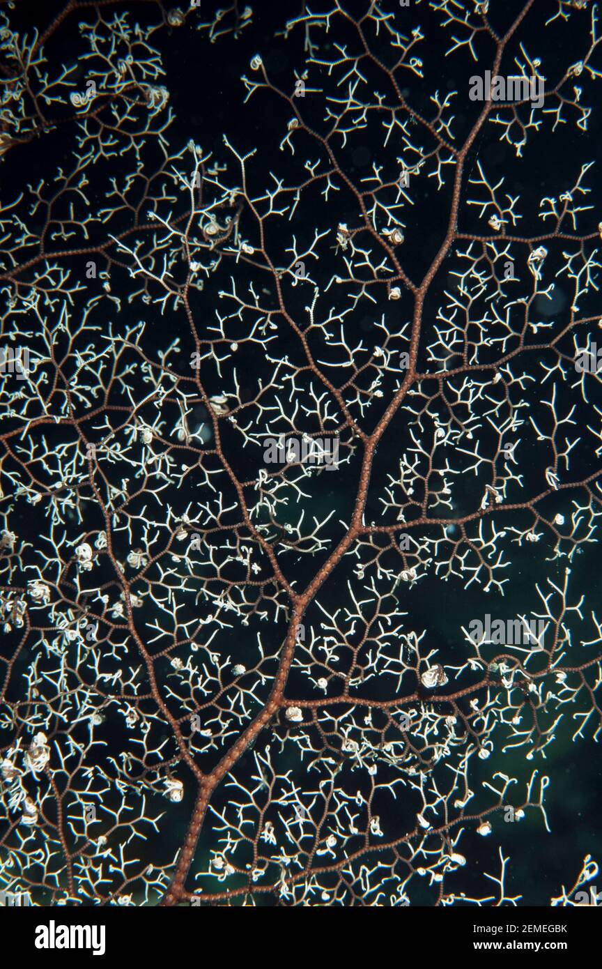 Giant Basket Star, Astroba nuda, Night dive, Gili Lawa Darat dive site ...