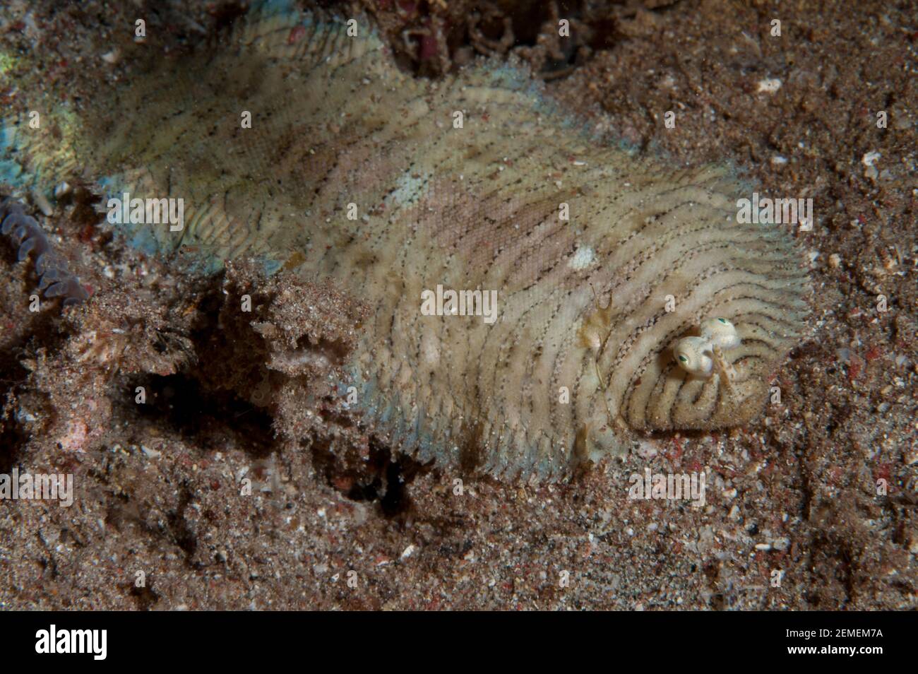 Banded Sole, night dive, Tolok Lohsera wreck dive site, Komodo Island ...