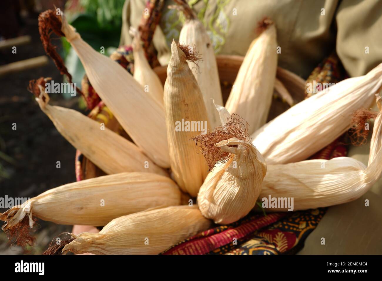 dry corn with skin that is harvested directly from the tree, dry corn ...