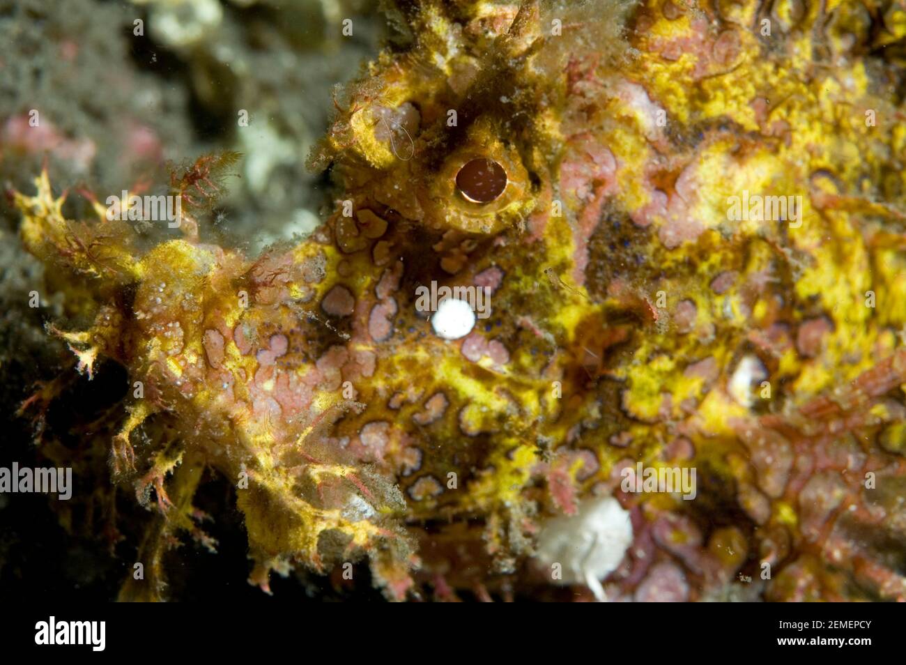 Weedy Scorpionfish, Rhinopias frondosa, Lembeh Straits, Sulawesi ...