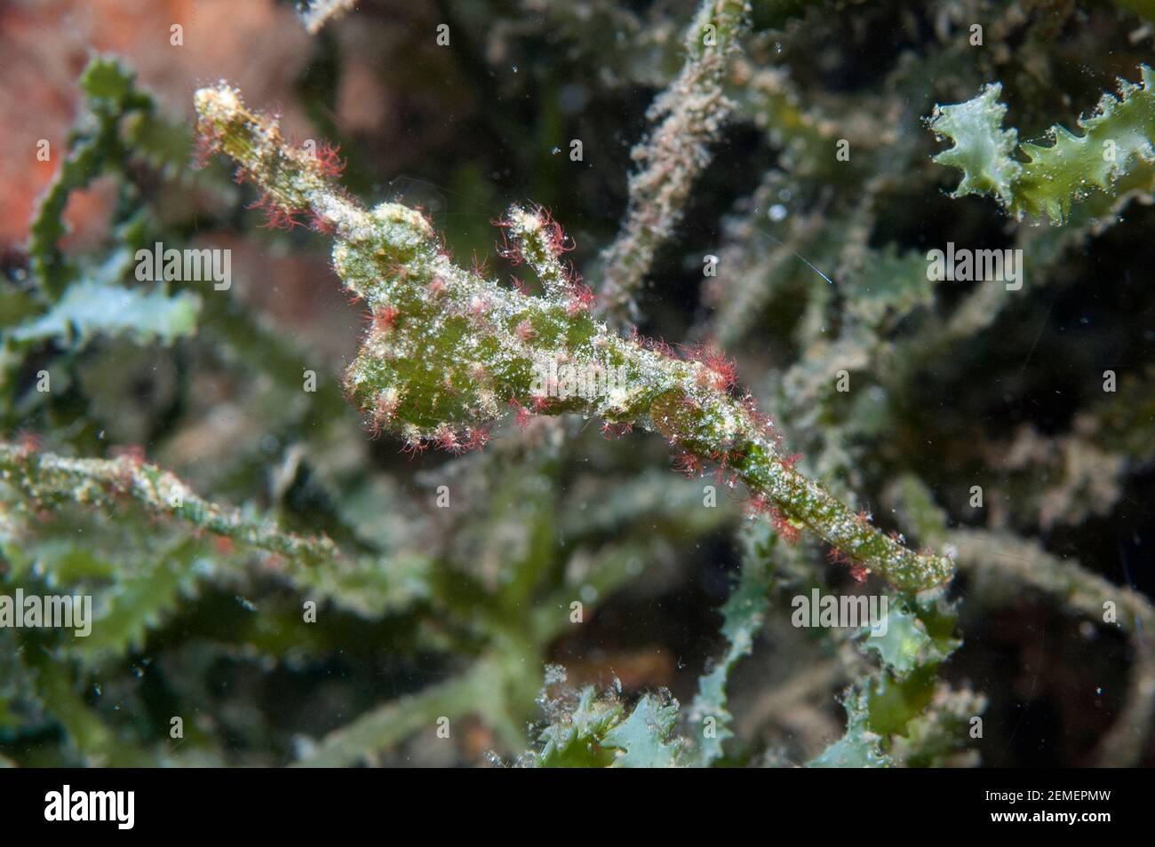 Hairy goby hi-res stock photography and images - Alamy