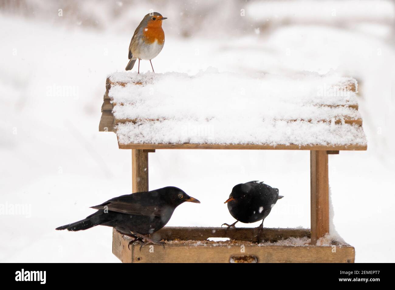 Robin bird table snow hi-res stock photography and images - Alamy
