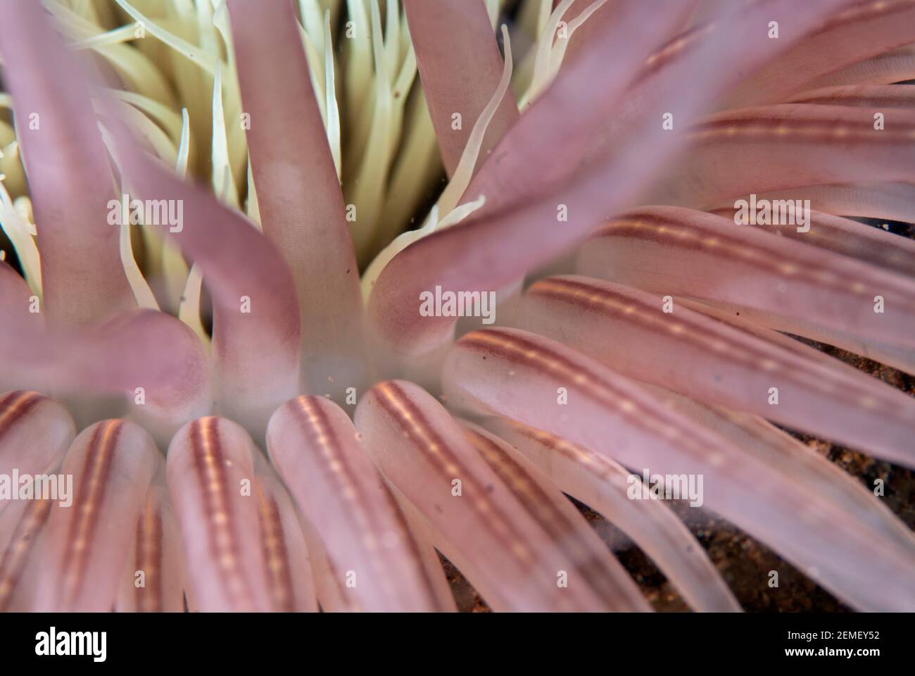 Tube Anemone, Cerianthus sp, Surai River dive site, Wetar Island, near ...
