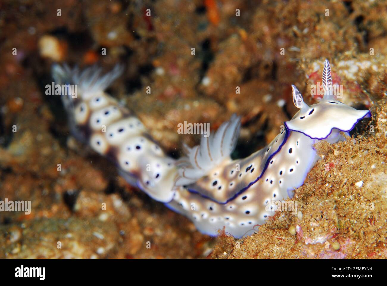 Hypselodoris Tryoni Nudibranch High Resolution Stock Photography and ...