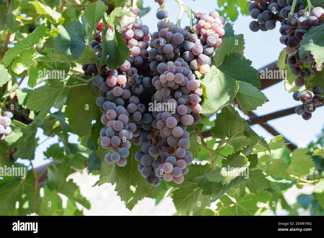 Heavy grape bunches hanging across green leaves Stock Photo - Alamy