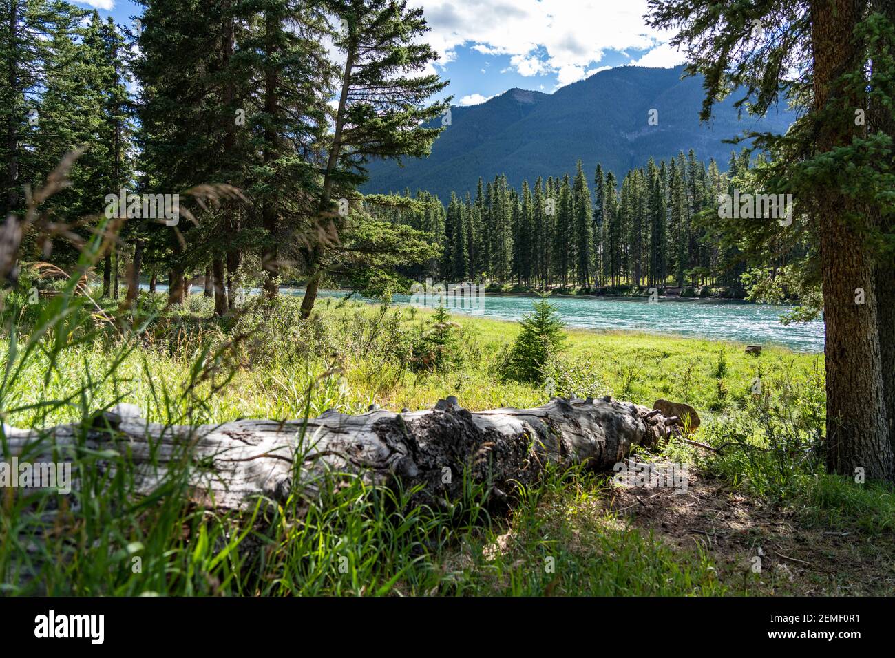 Meadow riverside forest hi-res stock photography and images - Alamy