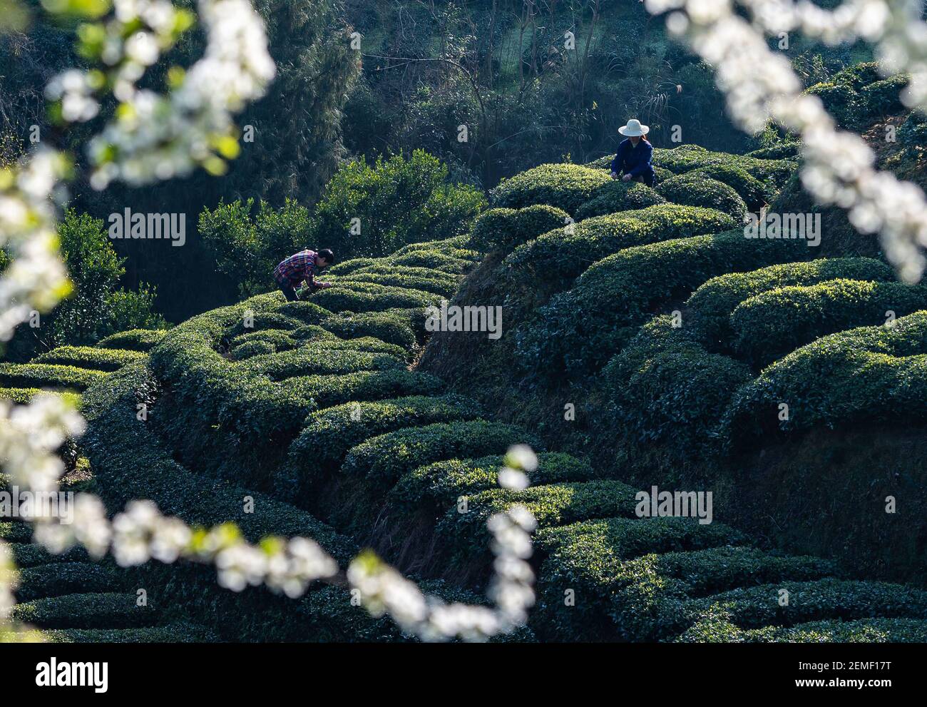 Tea farmers rush to pick the first batch of spring tea in Zigui County ...
